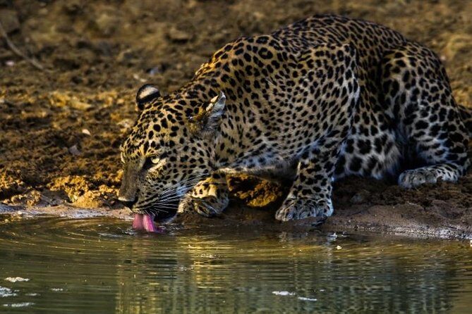 8 Day Private Sri Lanka Tour: Safari, Whale Watching & More - Frequently Asked Questions