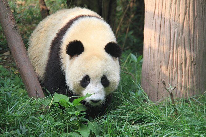 8-Day Private Tour to Shanghai,Chengdu,Xi'an and Beijing - An In-Depth Look at the Itinerary
