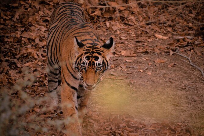 8-Day Private Transport for Golden Triangle Tour With Ranthambore - The Pink City: Jaipur’s Architectural Gems