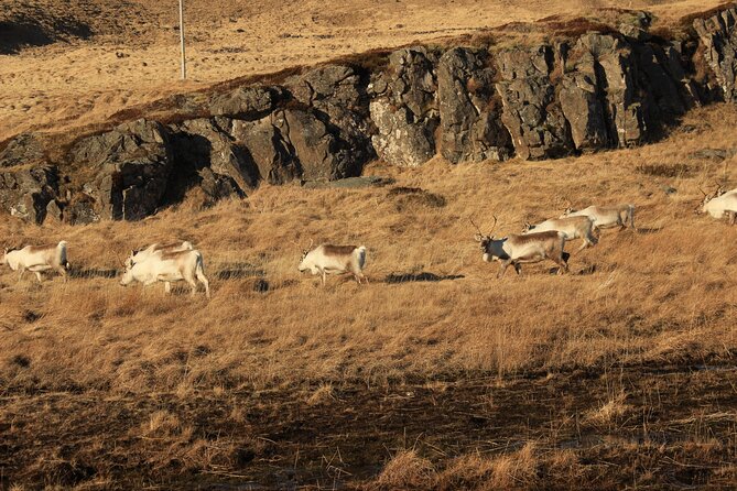 8 Day Winter Circle Tour Review - Exploring the Snæfellsnes Peninsula