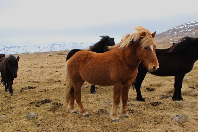 8 Day Winter Circle Tour, Ring Route of Iceland with Snæfellsnes Peninsula - Practical Considerations and Value