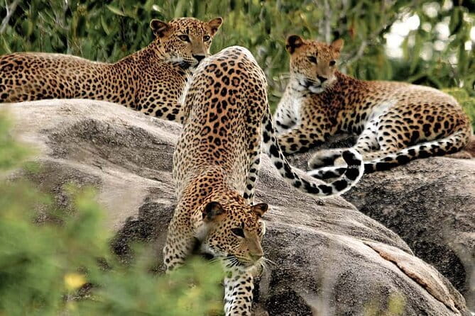 8 Days/ 7 Nights - Sri Lankas Culture Wildlife and Beaches - What We Love and What to Consider