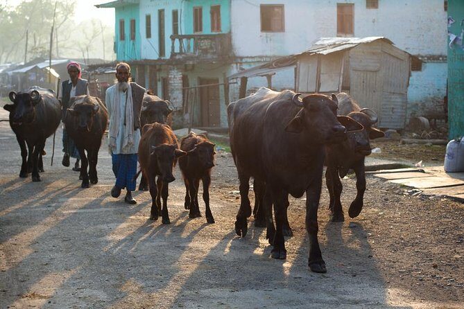 8 days Buddhist Pilgrimage Lumbini & Jungle Safari Chitwan National Park Tour - An In-Depth Look at the Itinerary