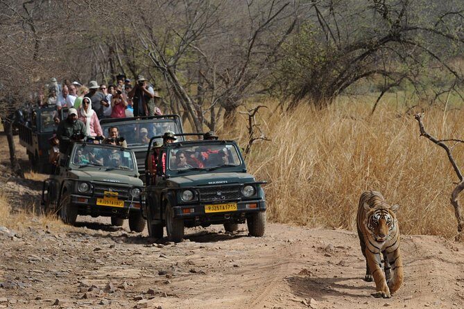 8 Days Delhi Agra Ranthambore Udaipur Jaipur Delhi Private Tour - A Detailed Look at the Itinerary