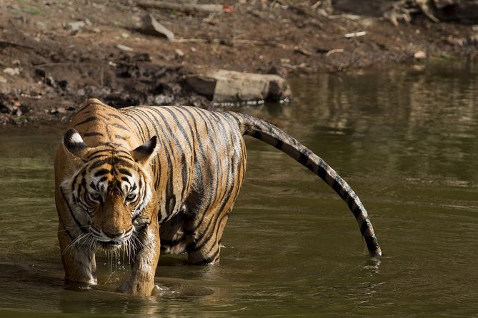 8-Days Golden Triangle & Ranthambore Private Tour - Authentic Experiences and What Travelers Say