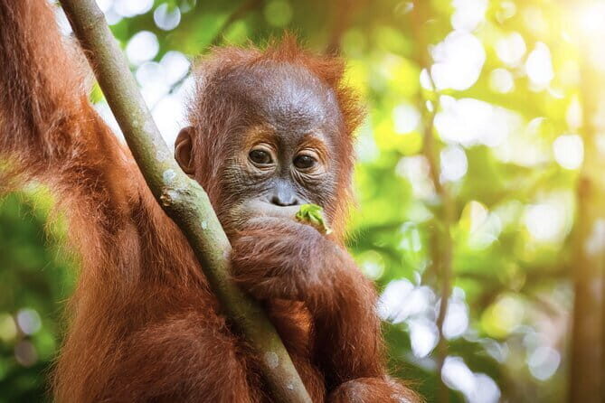 8 days group tour in Sumatra - FAQs