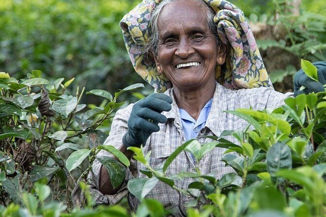 8 Days Guided Cultural Small Group Tour of Sri Lanka - What Makes This Tour Stand Out