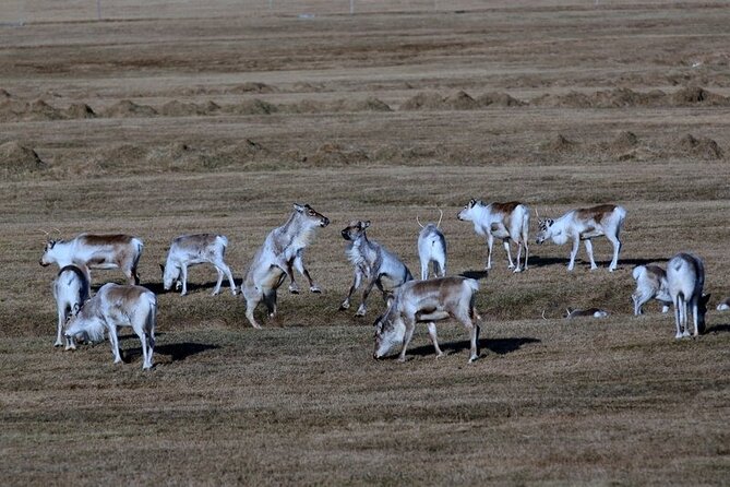 8-Days Guided Iceland Circle Tour From Reykjavík - Day 8: Departure and Reflecting on the Journey