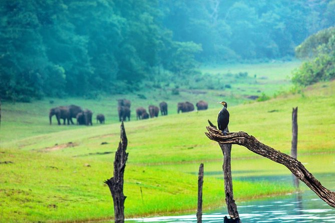 8 Days Kerala Private Tour (3 Star) with Munnar, Houseboat & Cab- Iris Holidays - Comfort, Value, and Authenticity