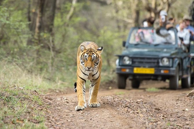 8 Days Private Golden Triangle Tour With Ranthambore - Practical Considerations and Potential Drawbacks