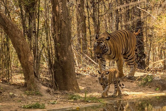 8 Days Private Golden Triangle Tour With Ranthambore - Who Is This Tour Best Suited For?