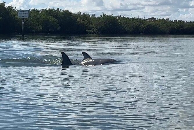 8-Hour Jungle Tour and Lagoon Passage to the Ocean in Fort Pierce - Price and Value
