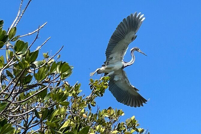 8-Hour Jungle Tour and Lagoon Passage to the Ocean in Fort Pierce - Final Thoughts