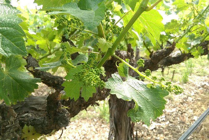 8 Hour - Napa and Sonoma Private Wine Tour - A Closer Look at the Napa and Sonoma Private Wine Tour
