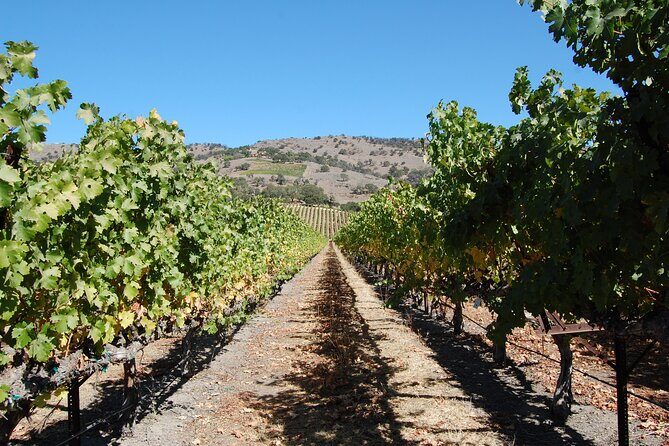 8 Hour Napa or Sonoma Wine Tour in Private Limousine - Final Thoughts: Is This Tour Right for You?