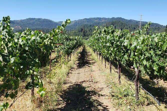 8 Hour Napa Valley Wine Tasting Tour from San Francisco - A Detailed Look at the Experience