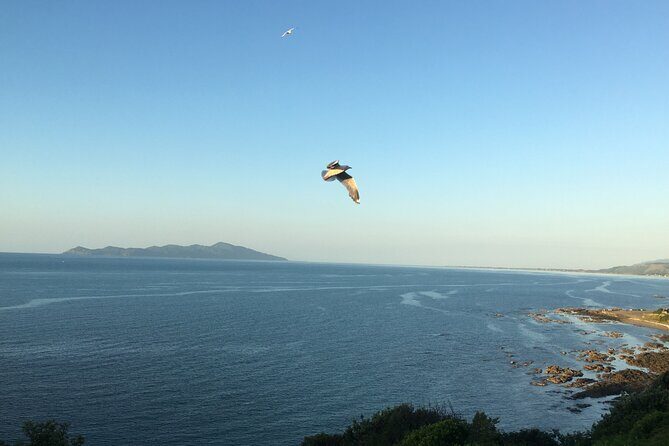 8-Hour Private Scenic Kapiti Coast Tour from Wellington - What Travelers Say: Authentic Feedback
