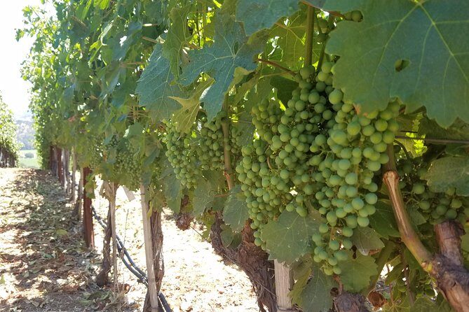 8 Hour Private Tour in Napa Valley Winery - FAQ