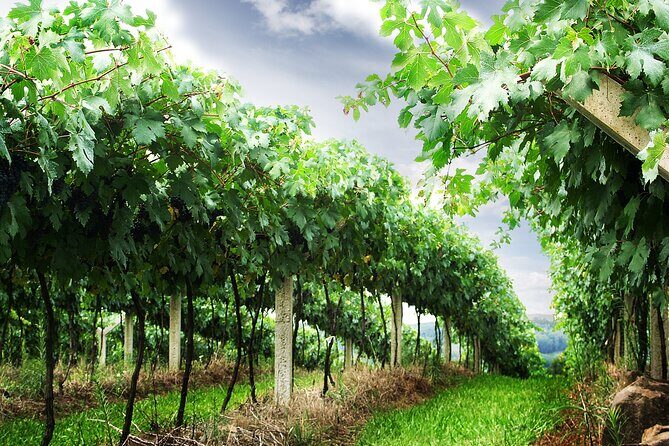 8 Hour Private Tour in Wine Country from San Francisco - What to Expect from the Itinerary