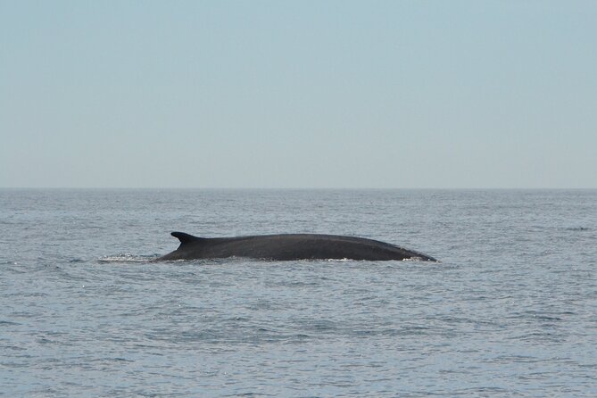 8-Hour Whale Watching in Barcelona - Who Should Consider This Tour?