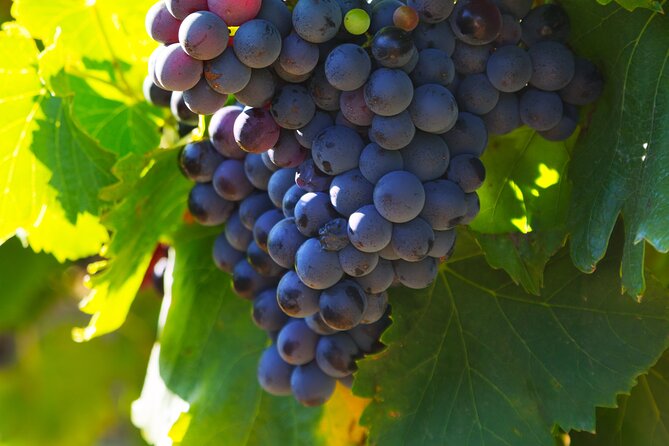 8 Hours Group Tour in Châteauneuf du Pape - What Travelers Say