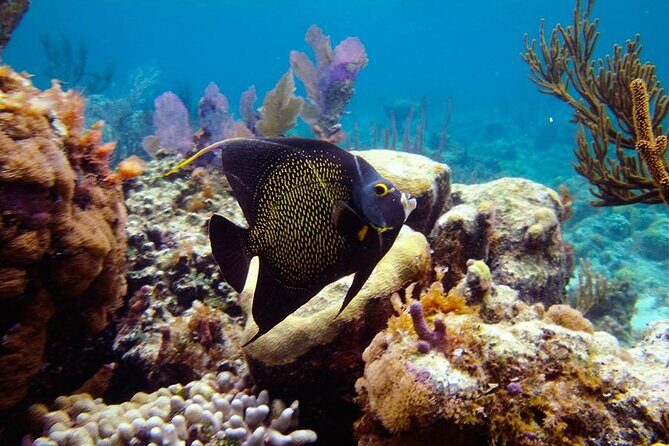 8HR Fullday Private Boat in Gracebay - Who Would Love This Experience?