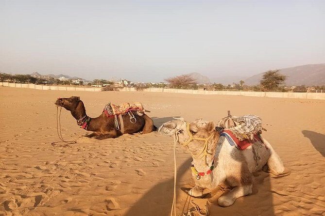 9-Day Private Safari Tour of Rajasthan Sum and Khuri Desert - Key Points