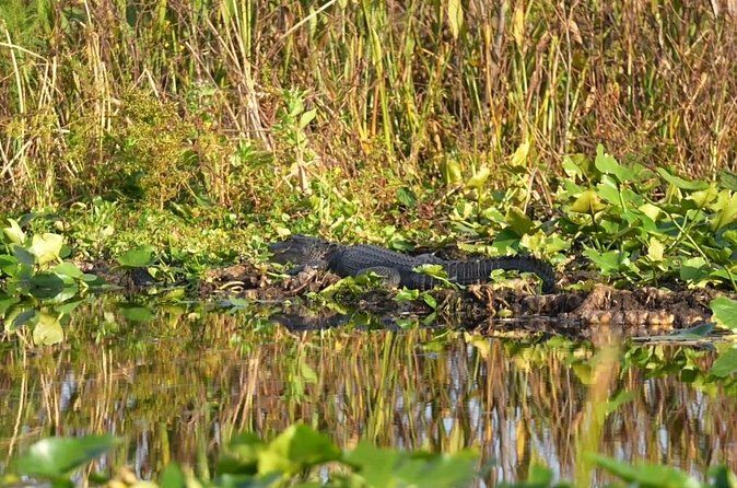 90 Minute Airboat Tour in the Florida Everglades - Final Thoughts