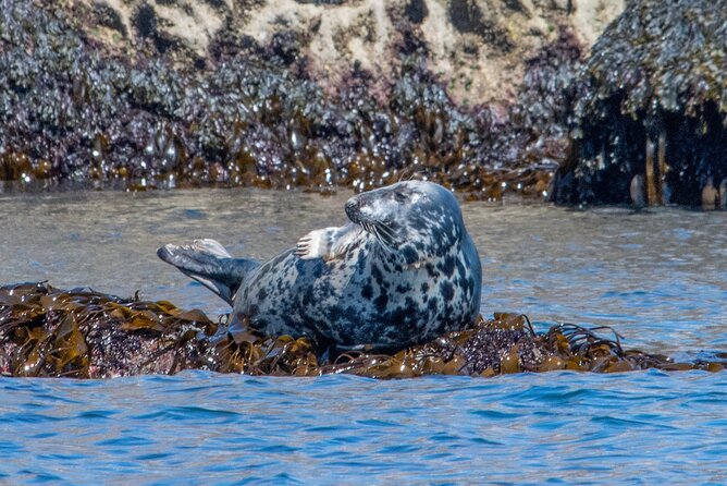 90 Minute Coastal Explorer in Torquay - Meeting and Safety Considerations