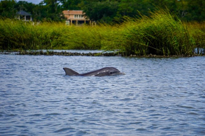90-Minute Dolphin and Nature Tour of Hilton Head - The Guides: Knowledgeable and Personable