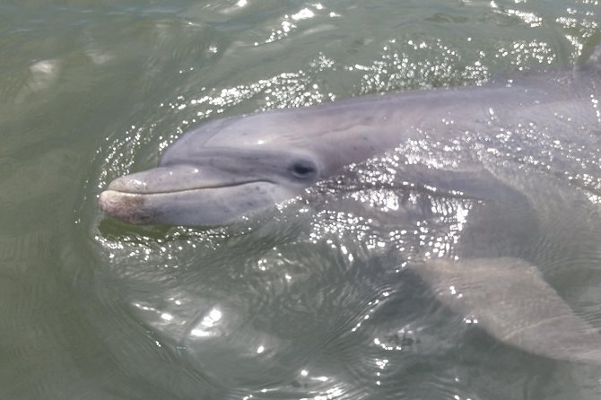 90-Minute Dolphin and Nature Tour of Hilton Head - Who Will Love This Tour?