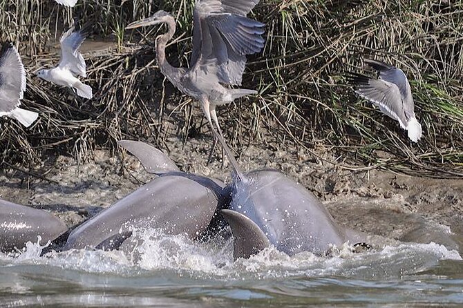 90 Minute Hilton Head Dolphin and Nature Cruise - Customer Feedback