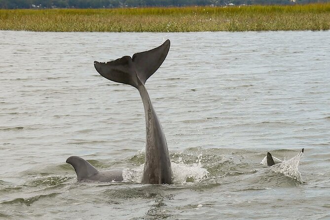 90 Minute Hilton Head Dolphin and Nature Cruise - Knowledgeable Captains and Engaging Storytelling