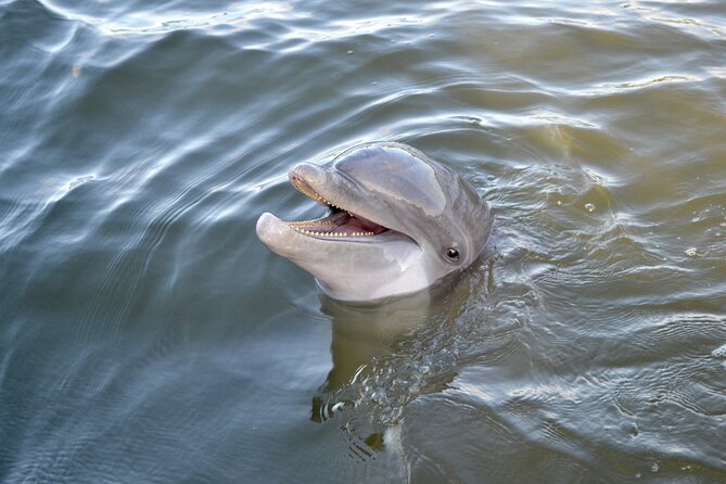 90 Minute Hilton Head Dolphin and Nature Cruise - Varying Wildlife Visibility