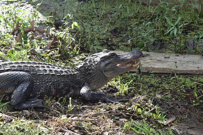90-Minute Jean Lafitte Swamp and Bayou Tour with Transportation - Who Should Consider This Tour?
