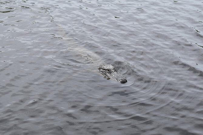 90-Minute Jean Lafitte Swamp and Bayou Tour with Transportation - Final Thoughts