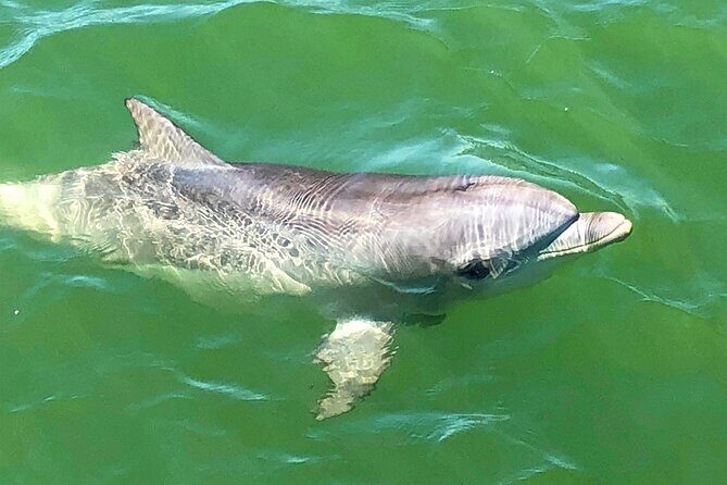 90 Minute Port River Dolphin & Ships Graveyard Cruise - FAQ