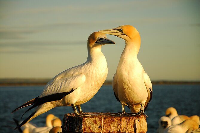 90 minute wildlife and scenic cruise - The Itinerary in Detail