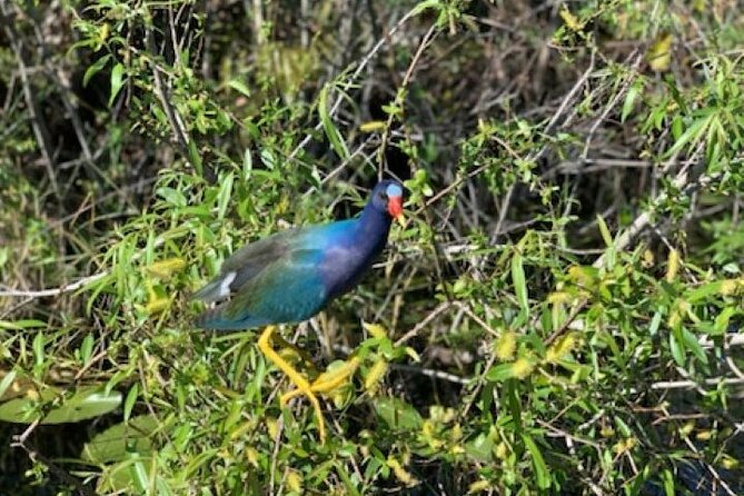90 Minutes Private Everglades Airboat Ride in Miami - Key Points