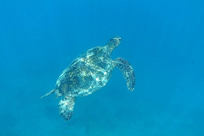 9am Turtle Canyon Snorkel Adventure - Authentic Experiences from Reviews