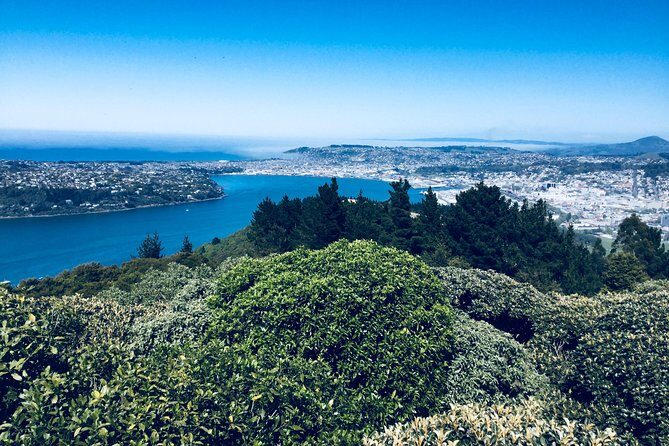 A 2 hour Small Group Dunedin City Highlights Tour - Key Points