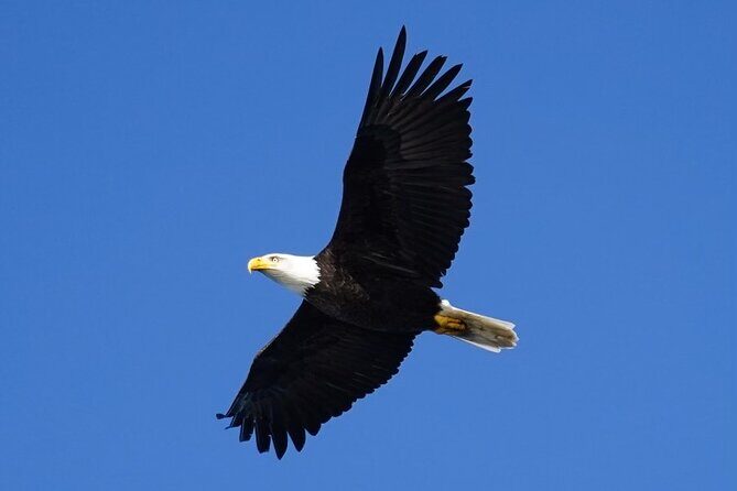 A Comfortable Sitka Whale Watching Wildlife Shore Excursion - What Makes This Tour Stand Out