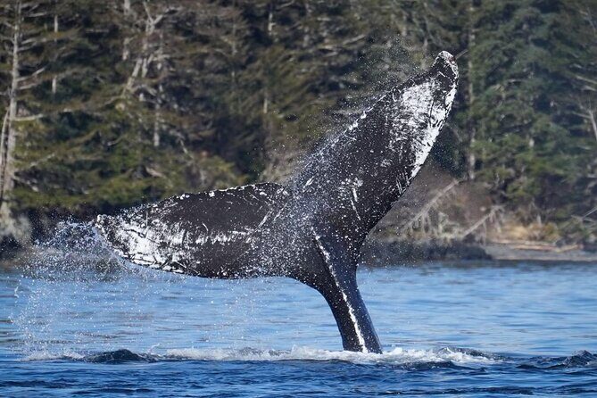 A Comfortable Sitka Whale Watching Wildlife Shore Excursion - Who Should Consider This Tour?