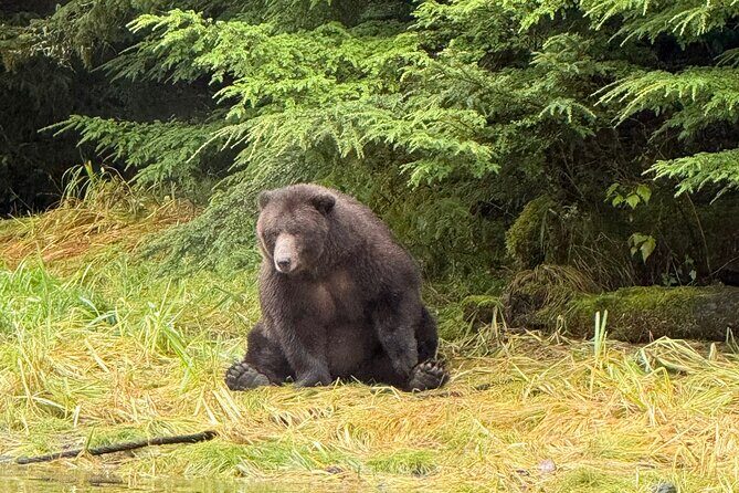 A Comfortable Sitka Whale Watching Wildlife Shore Excursion - Final Thoughts