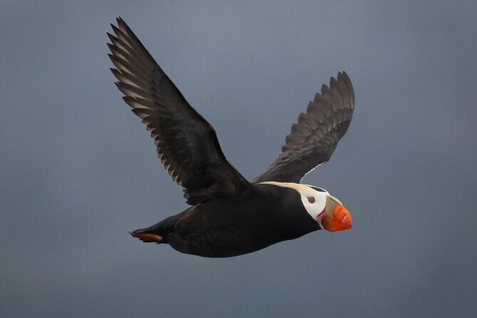 A Comfortable Sitka Whale Watching Wildlife Shore Excursion - FAQs