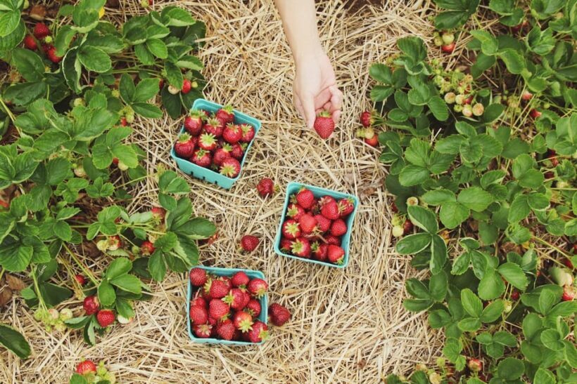 "A Day as a Farmer" Experience - Key Points