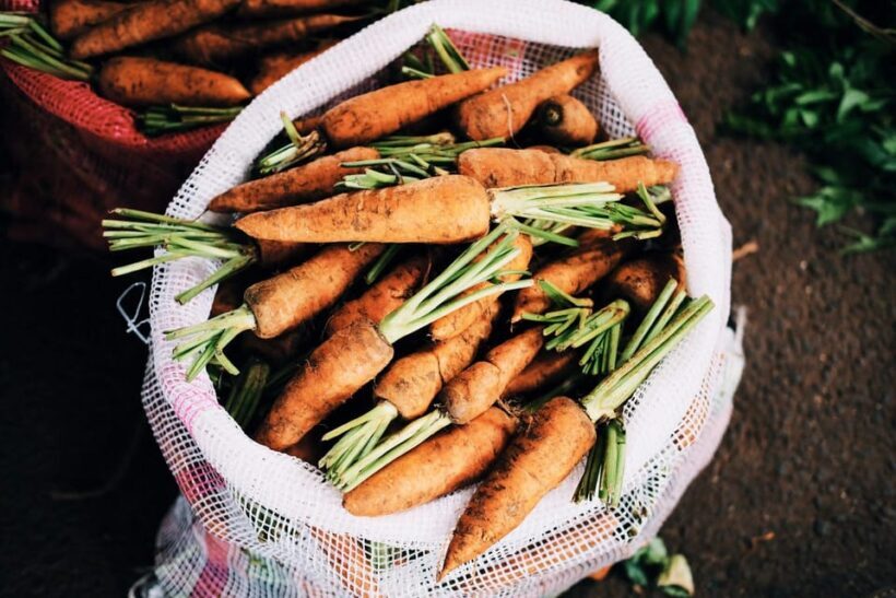 "A Day as a Farmer" Experience - An Authentic Peek into Czech Farm Life