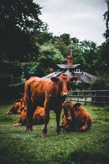 "A Day as a Farmer" Experience - Why the Price Reflects Value