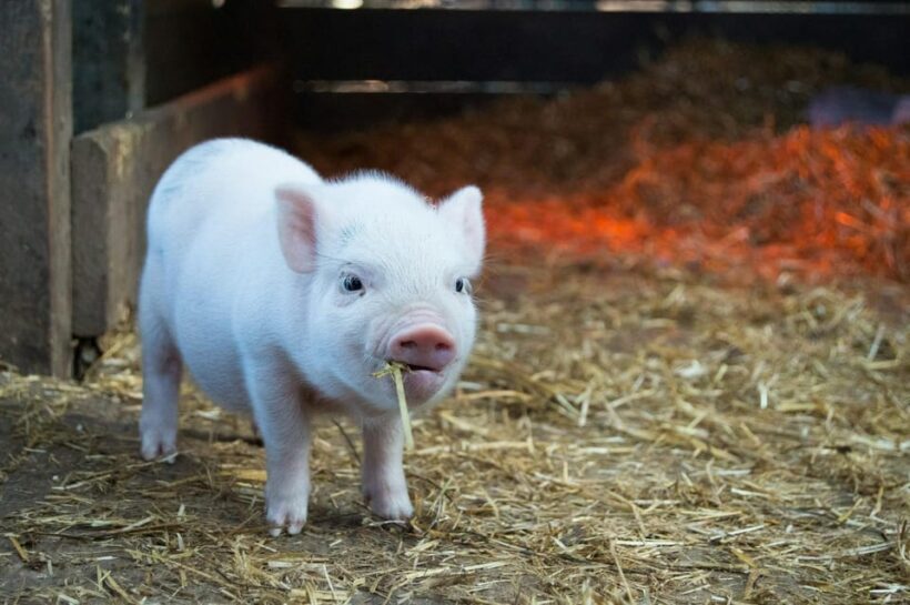 "A Day as a Farmer" Experience - Who Should Consider This Tour?