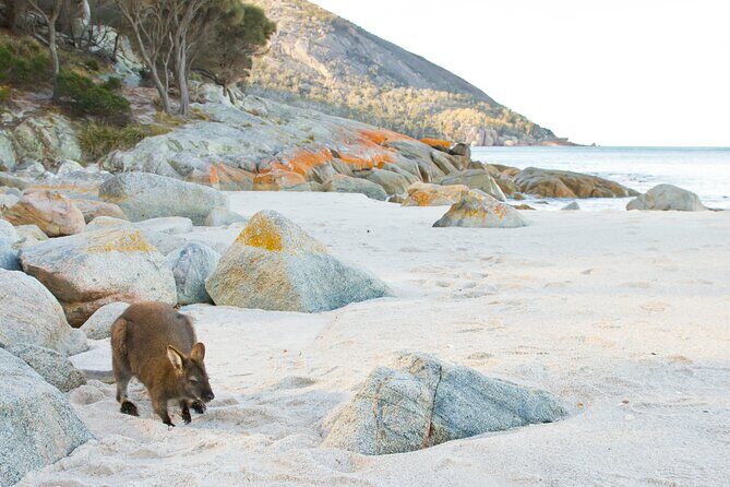 A Day At Wineglass Bay - Key Points